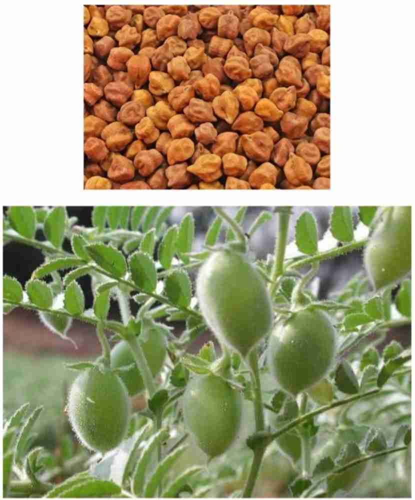 Chana Plant