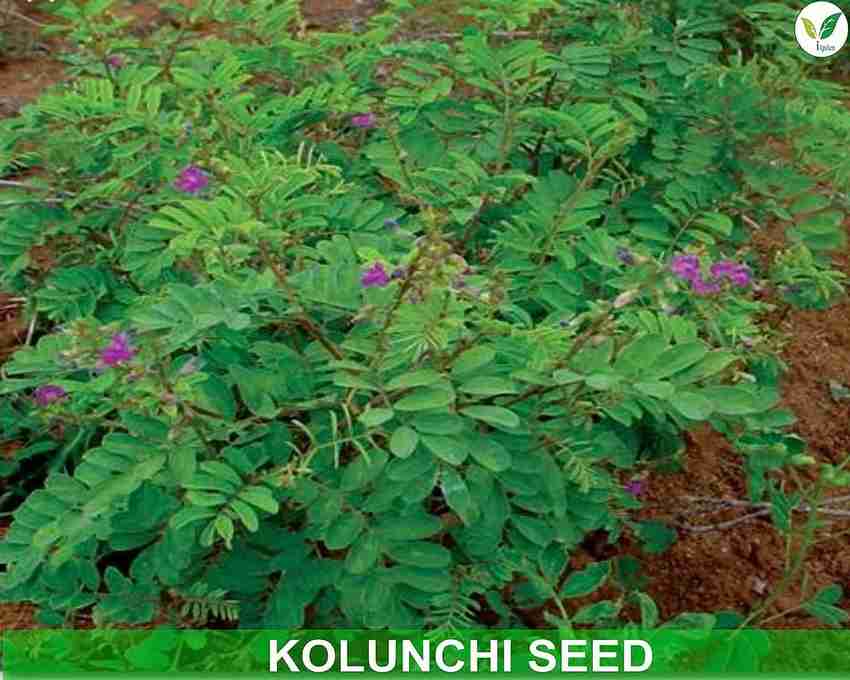 3-wild-indigo-seed-iagrifarm- 3-wild-indigo-seed-iagrifarm-