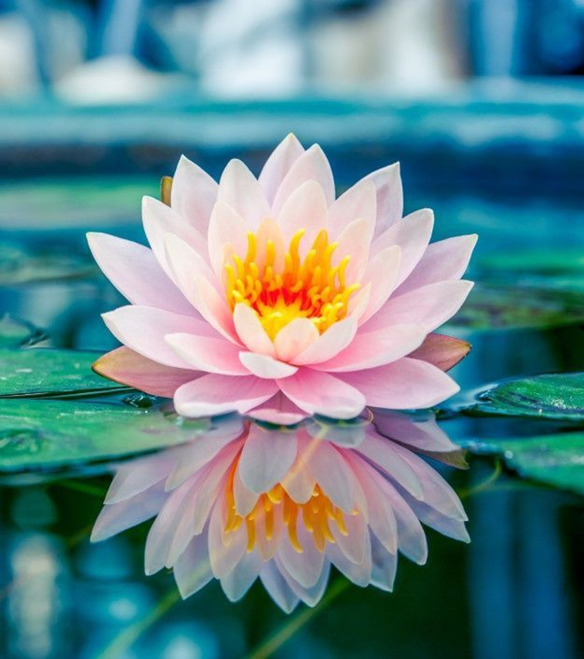 Kamal Flower
