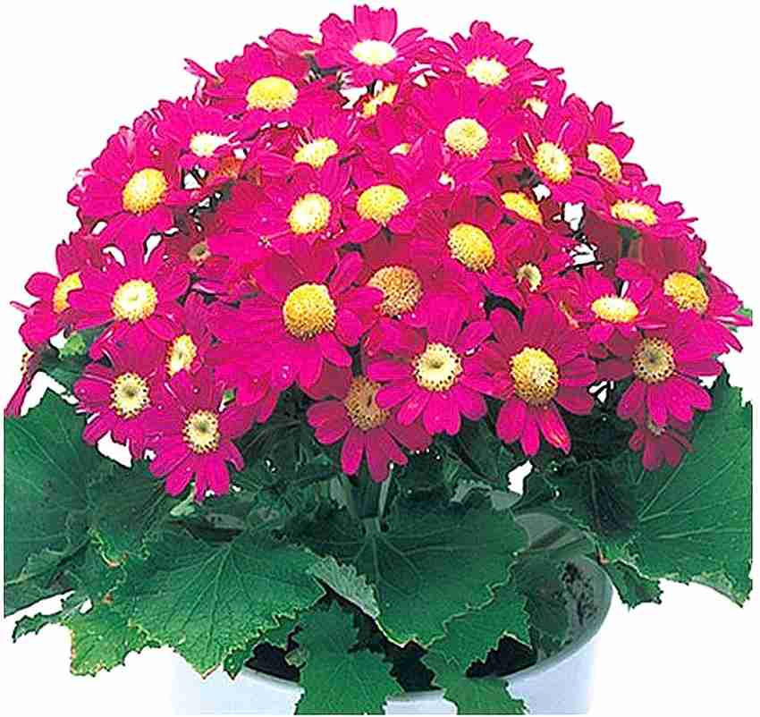 Cineraria Flower | Best Flower Site