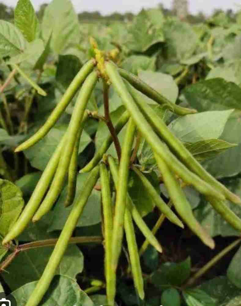 GREEN GRAM AND MOONG SEEDS GREEN GRAM SEEDS MOONG SEEDS Seed Price in India Buy GREEN GRAM AND MOONG SEEDS GREEN GRAM SEEDS MOONG SEEDS Seed online at Flipkart