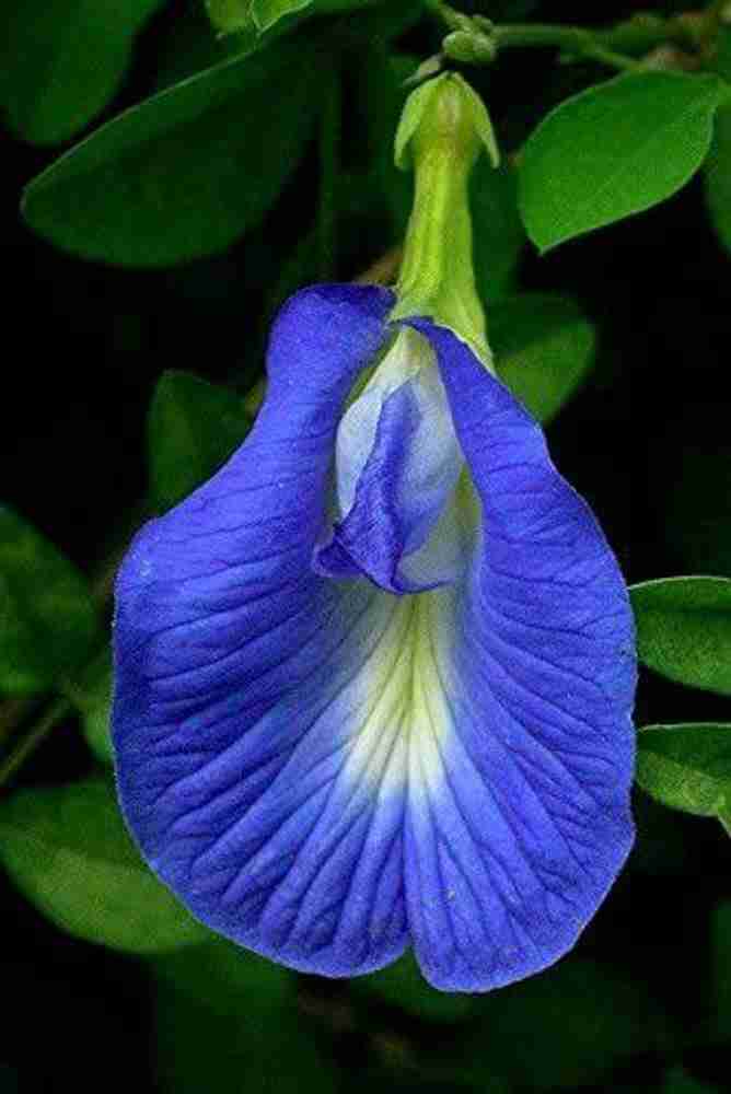 CYBEXIS XLR 23 Clitoria ternatea Blue Butterfly Pea 100 Seeds Seed Price in India Buy CYBEXIS XLR 23 Clitoria ternatea Blue Butterfly Pea 100 Seeds Seed online at Flipkart