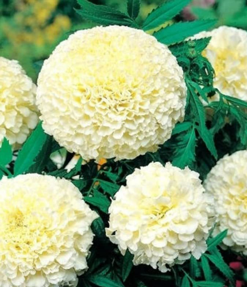 Genda Flower In English | Best Flower Site
