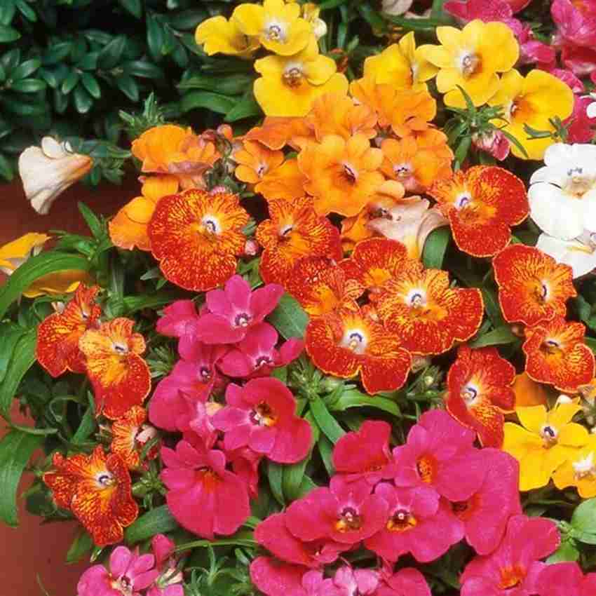 Nemesia Flower Seeds | Best Flower Site