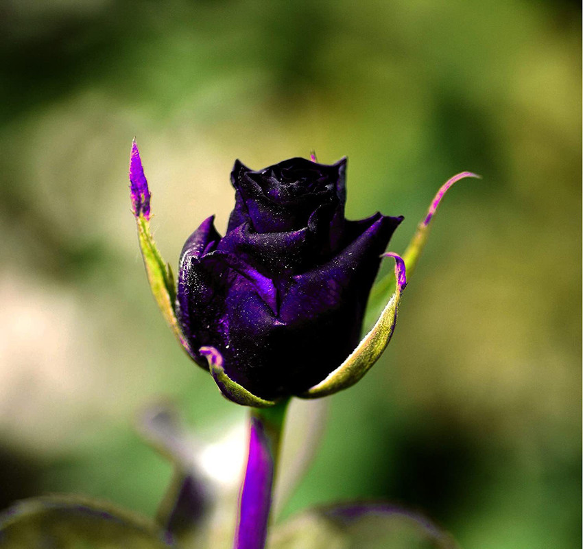 Real Dark Purple Roses