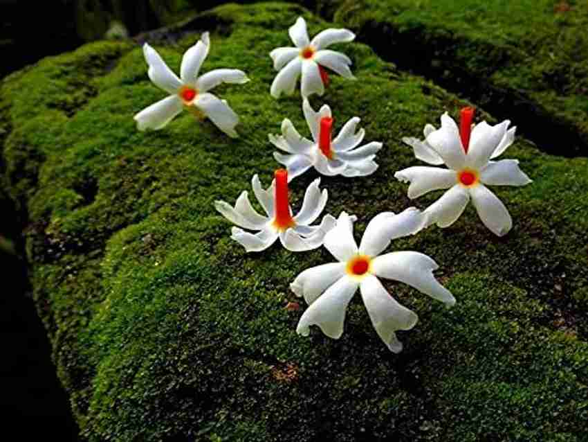 Parijat Flower Hd Wallpaper | Best Flower Site