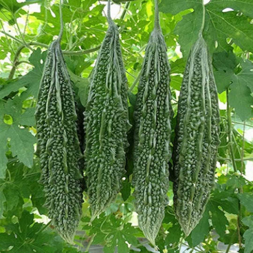 Karela Plant