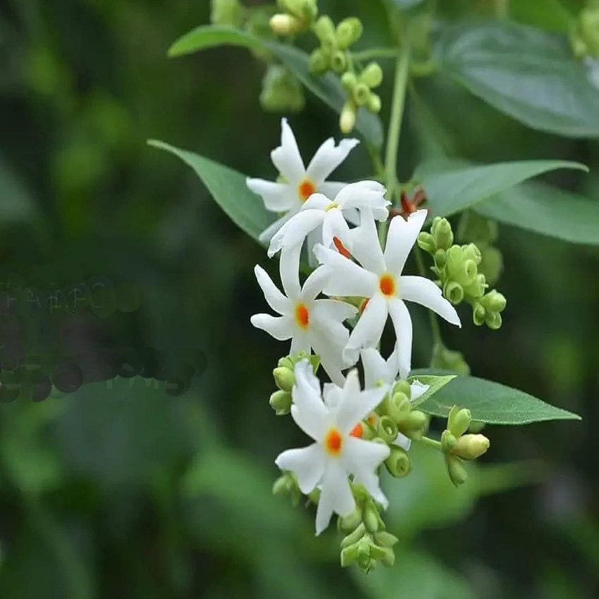 Parijat Flower Hd Images | Best Flower Site