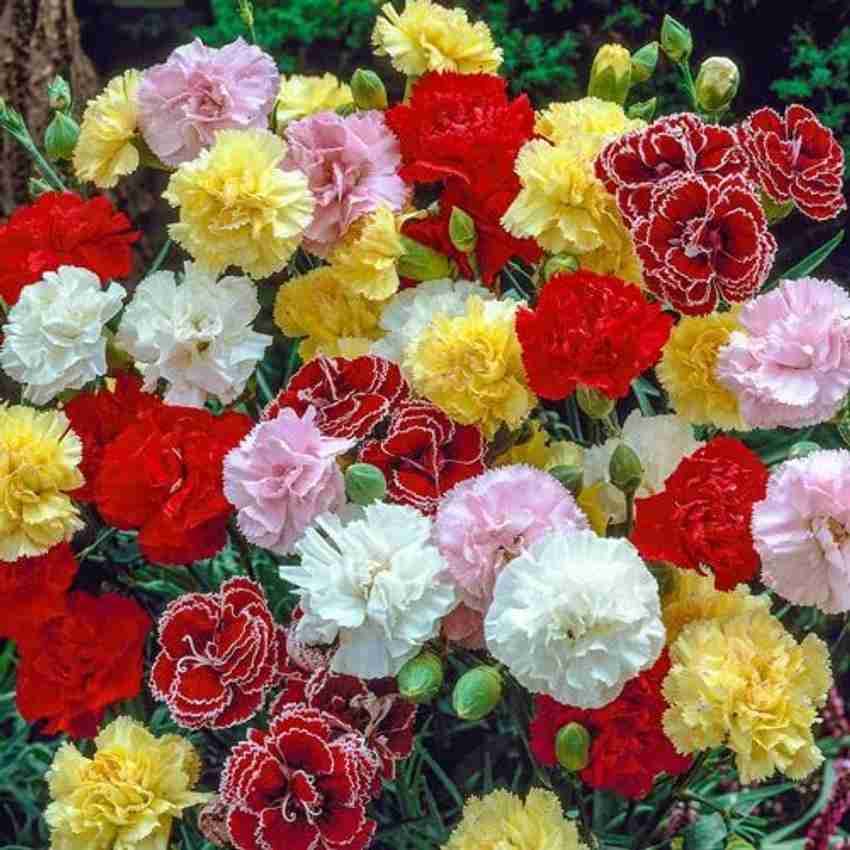 Carnation Flower Market In India | Best Flower Site
