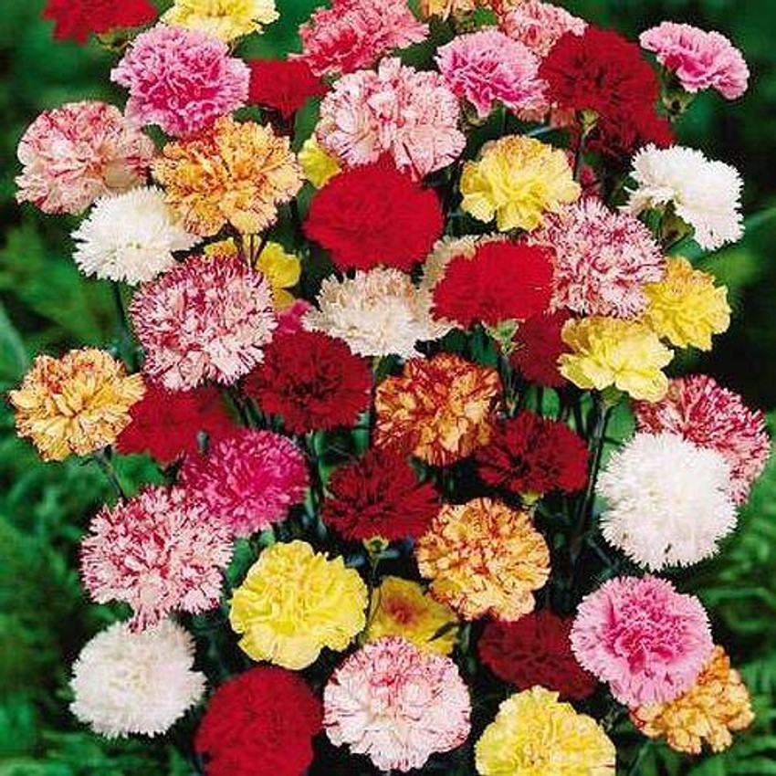 Carnation Flower Market In India | Best Flower Site