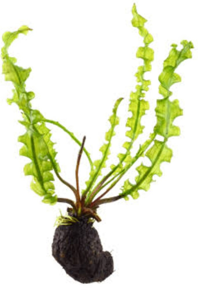 Aponogeton Capuronii