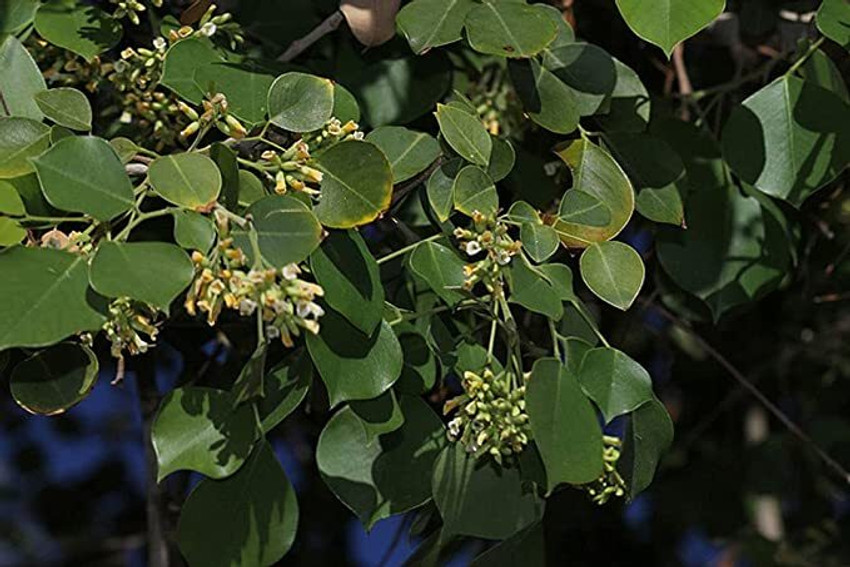 Kapebonavista kala shisham Black Rosewood Dalbergia latifolia plant Seed Price in India Buy Kapebonavista kala shisham Black Rosewood Dalbergia latifolia plant Seed online at Flipkart