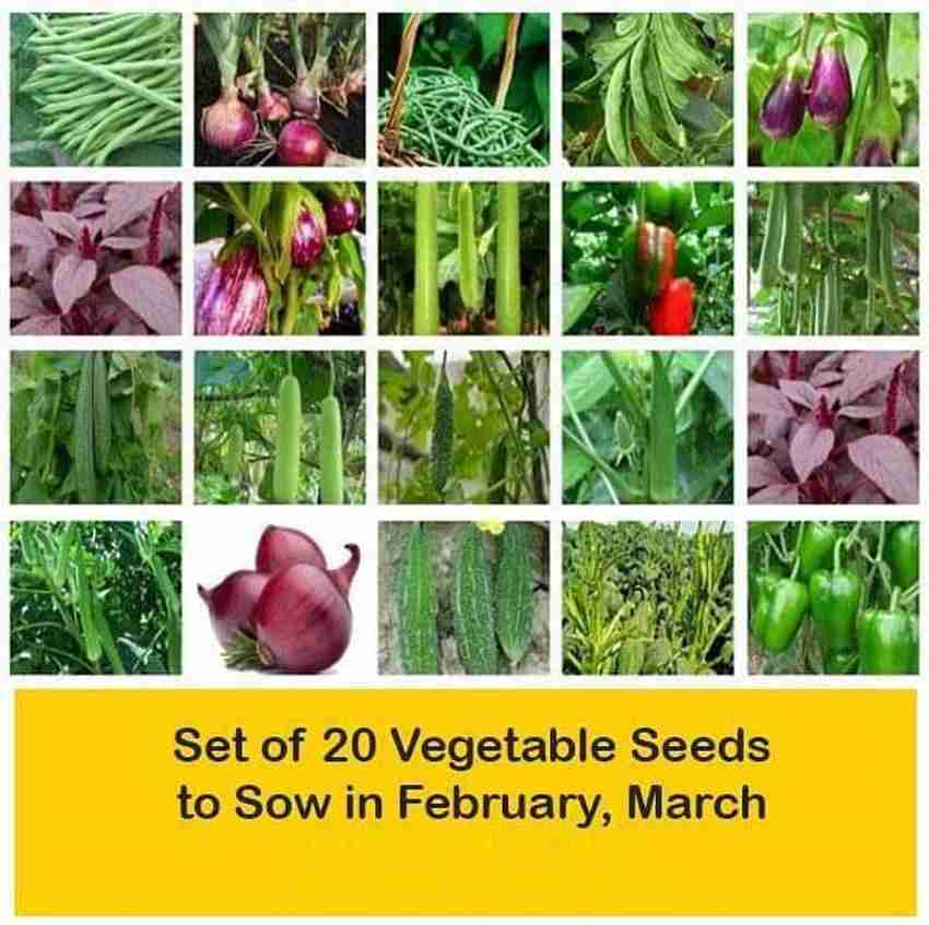Vegetable Seed Planting February