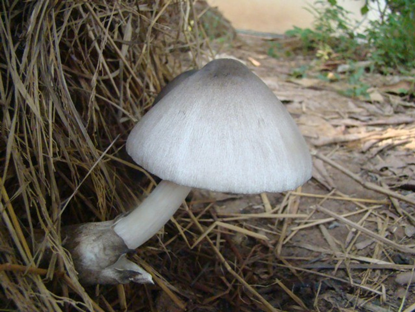 Volvariella Volvacea