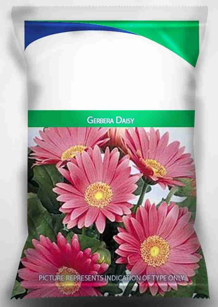 Gerbera Daisy Seeds