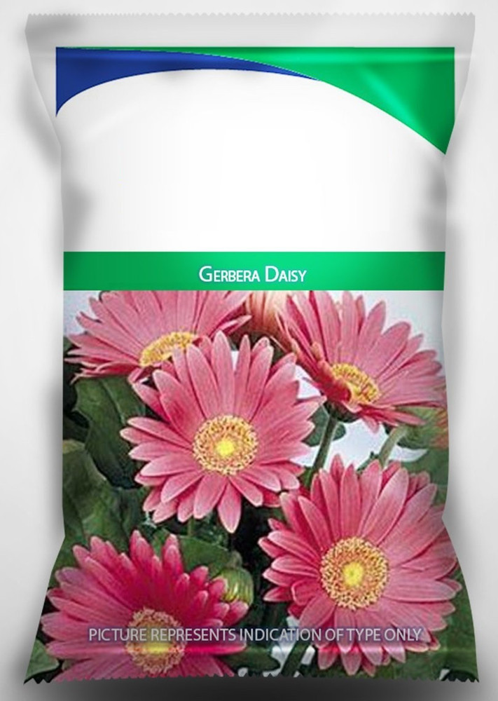 Gerbera Daisy Seedlings