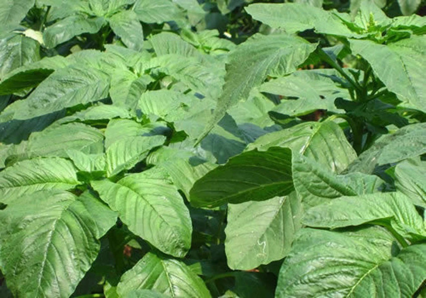 Chaulai Green Amaranth Hari Bhaji Seeds चौलाई 43 Off