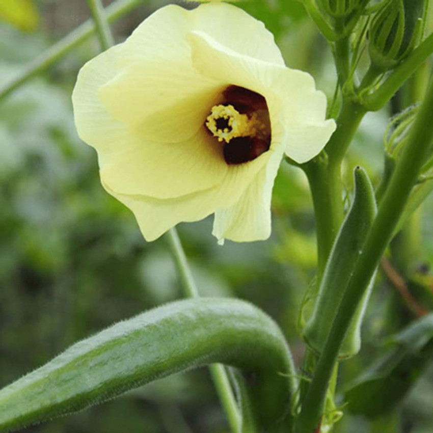 Lady Finger Flower