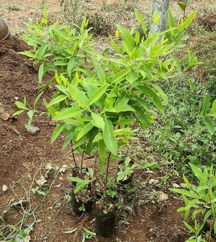 Indian Sandalwood Tree Seeds White Chandan Seeds Santalum Album Seeds