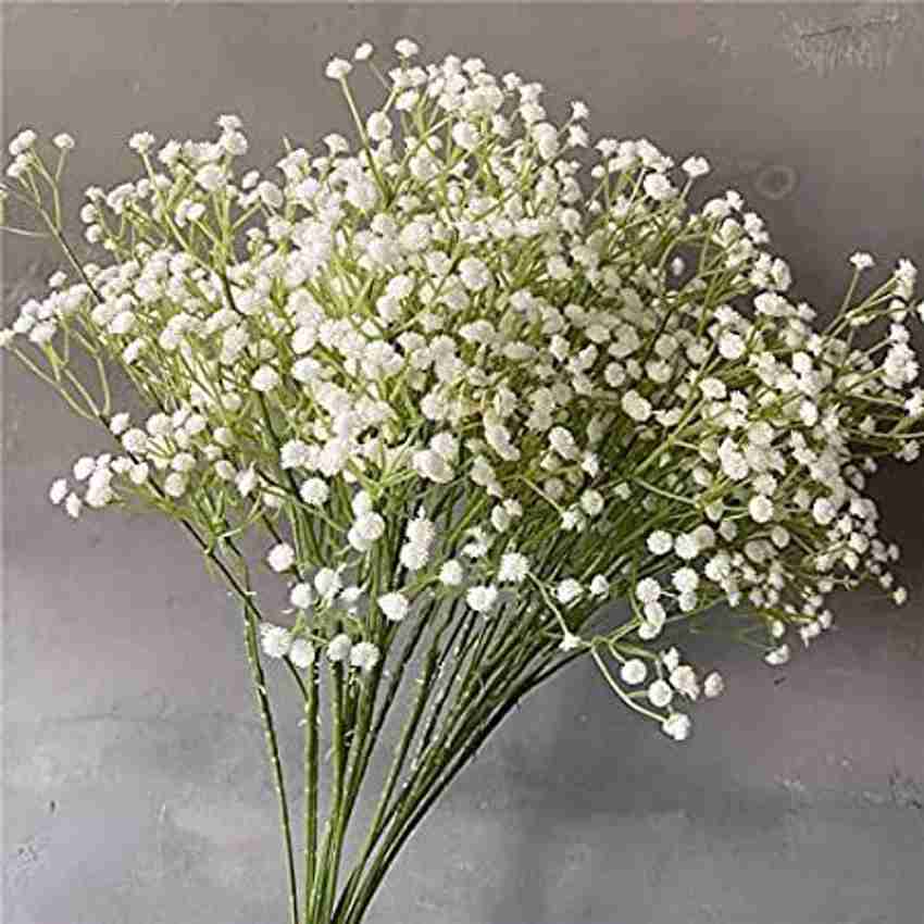 Gyp Flower Season | Best Flower Site