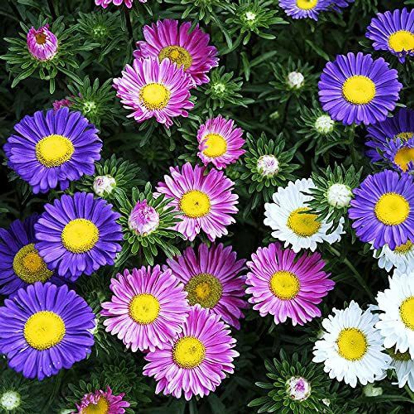 Aster Flower Information In Kannada | Best Flower Site