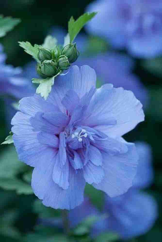 Blue Hollyhock Flowers