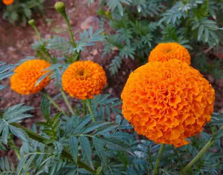 Galanda Flower In Marathi | Best Flower Site