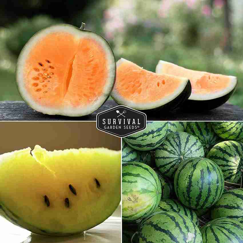 Yellow Crimson Watermelon Sow Right Seeds | Yellow Crimson Watermelon