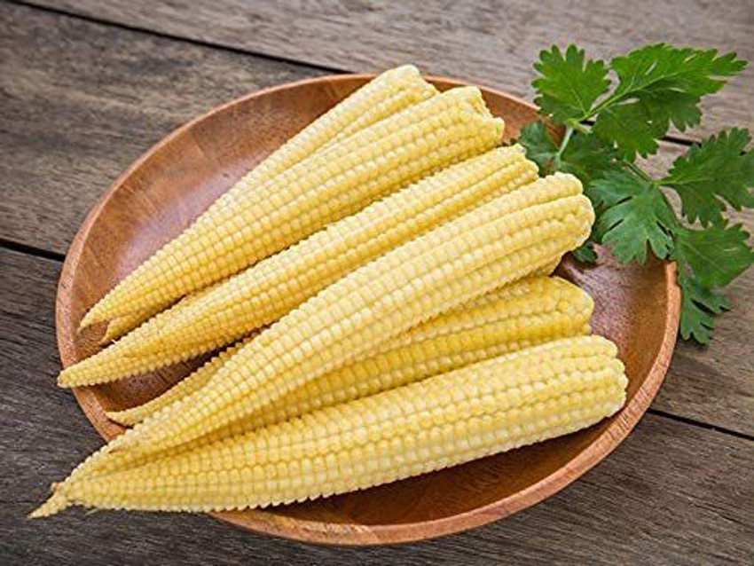 Baby Corn Grow In Garden Maize Wikipedia