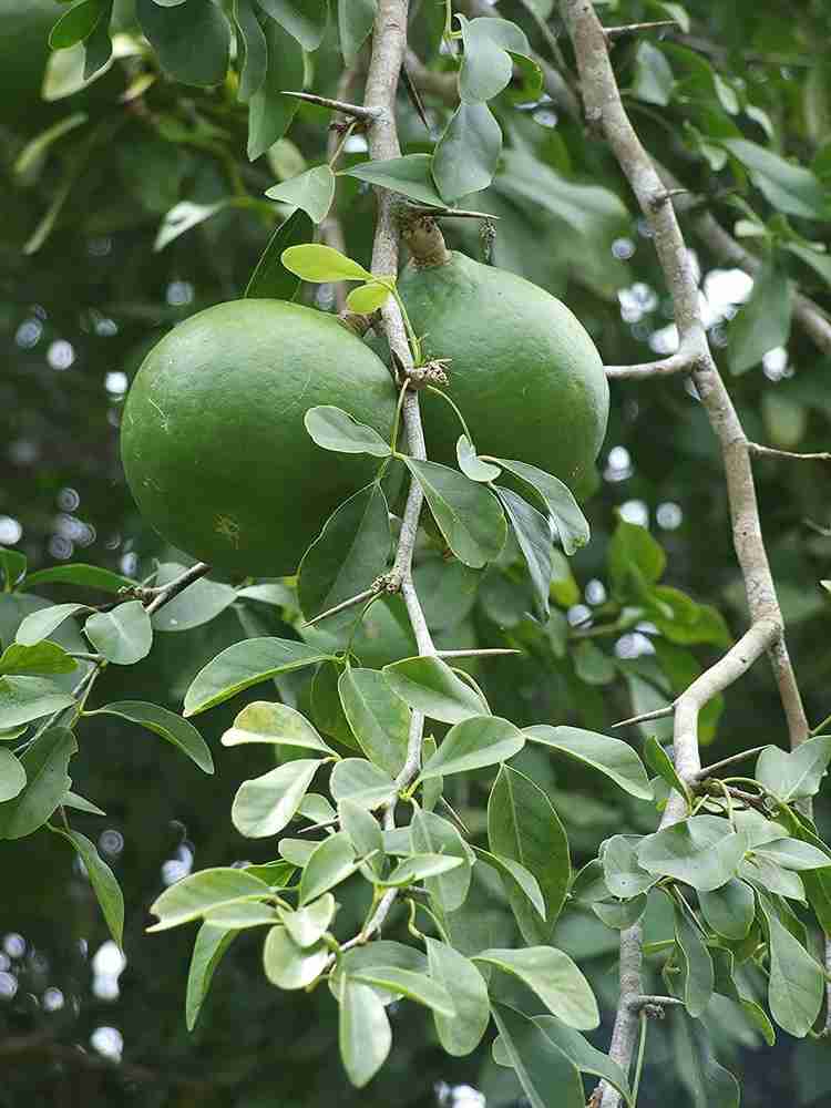 Aywal Bel Patra Fruit Seed Price in India Buy Aywal Bel Patra Fruit Seed online at Flipkart