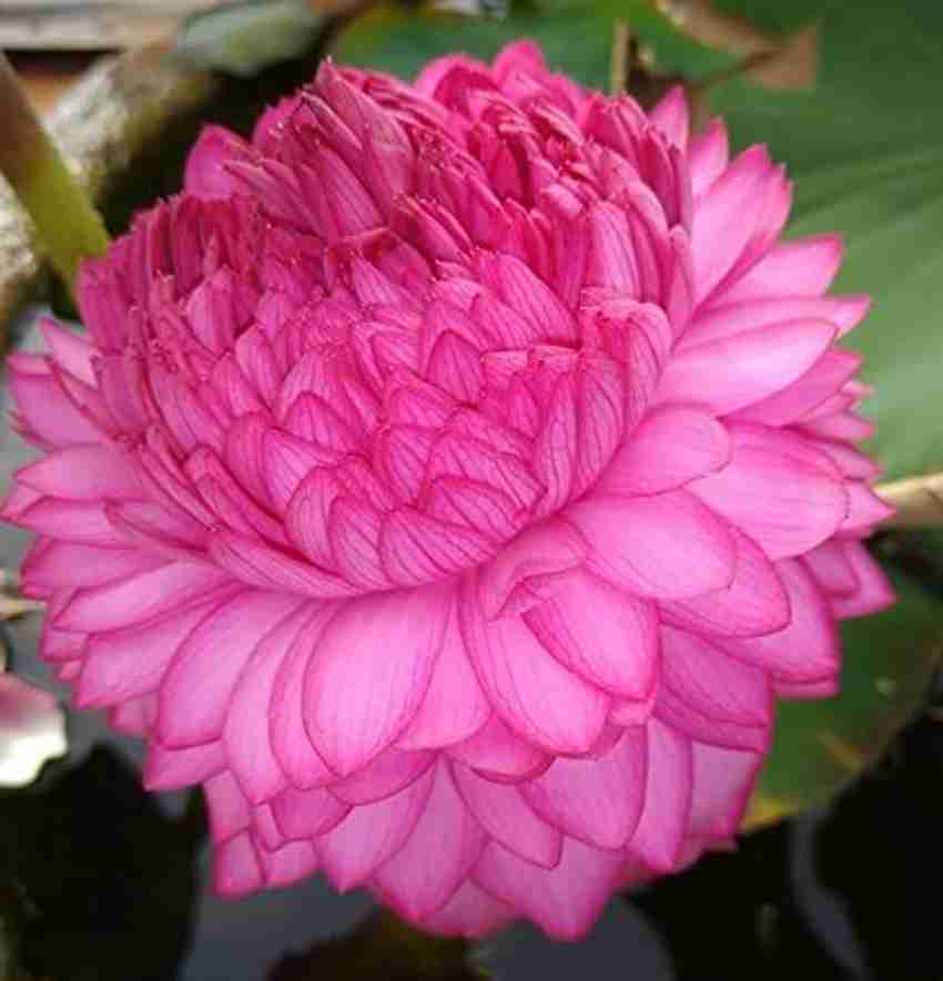 1000 Petal Lotus Flower | Best Flower Site