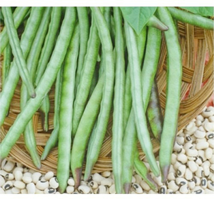 Cowpea Beans