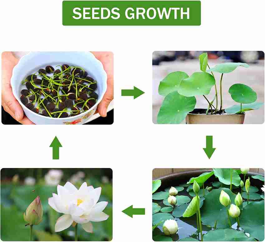 Lotus Flower Stages Of Growth | Best Flower Site