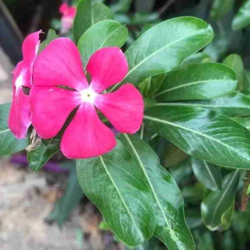Vinca Rosea Flower