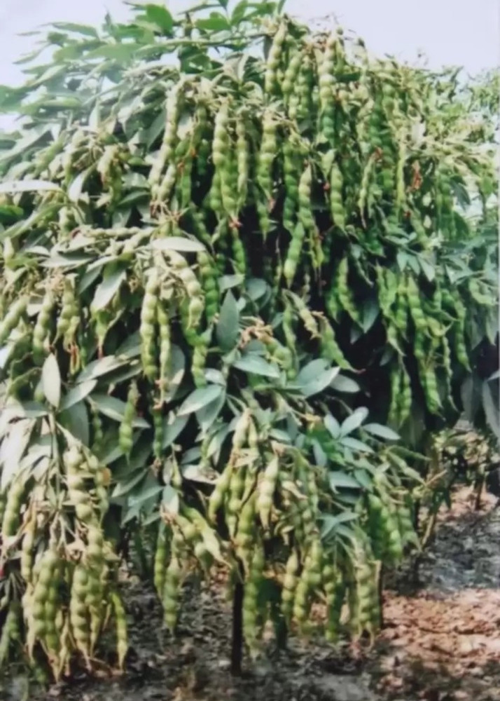 Red Gram Plant