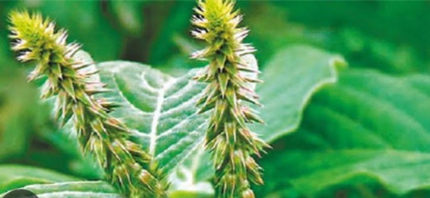 ମୂତ୍ର ଜନିତ ସମସ୍ୟାଠୁ ସାପ କାମୁଡା ଯାଏ; ଏହି ଲାଭକାରୀ ଗଛ ବାବଦରେ ଅଧେ ...