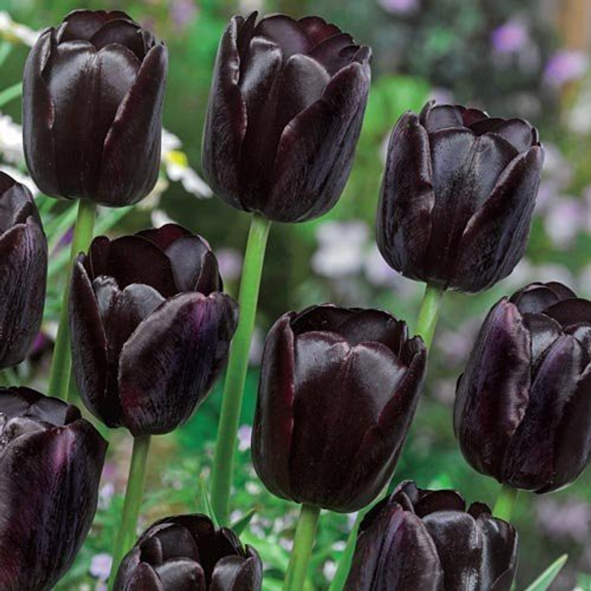 Tulip Flower Cultivation In India | Best Flower Site