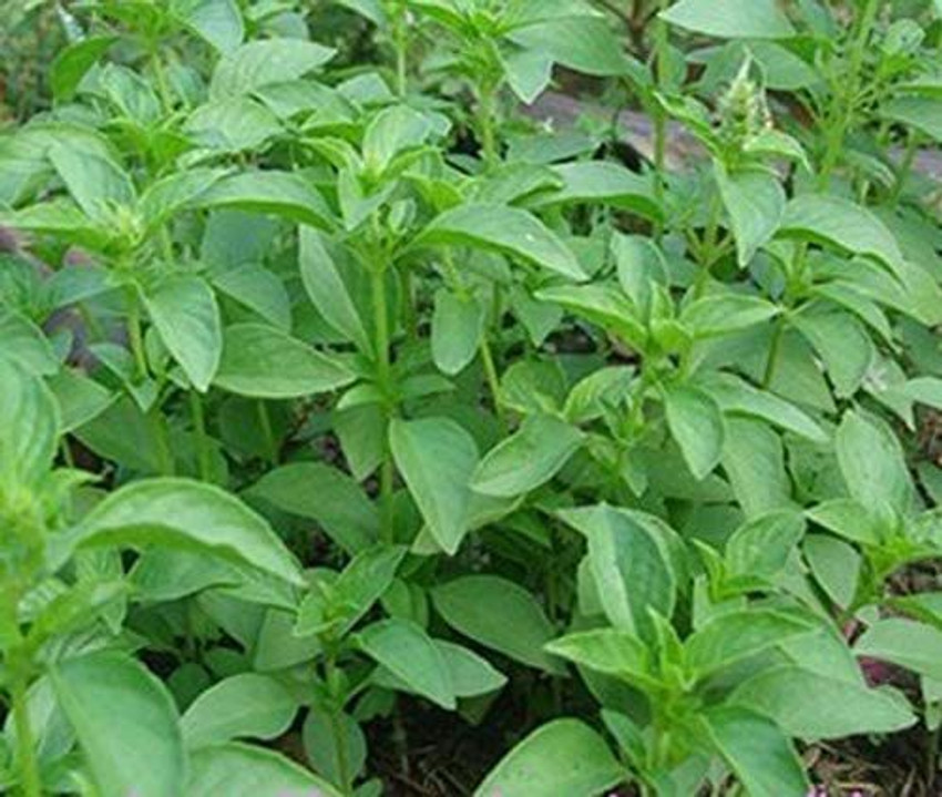 Ocimum Canum Ocimum Canum 3x 10ml Schwabe Homeopathic