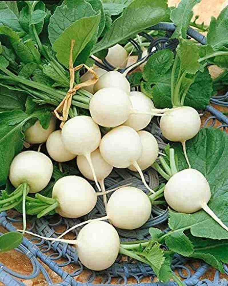 White Round Radish 9+ Thousand Round Radish Royalty Free Images, Stock