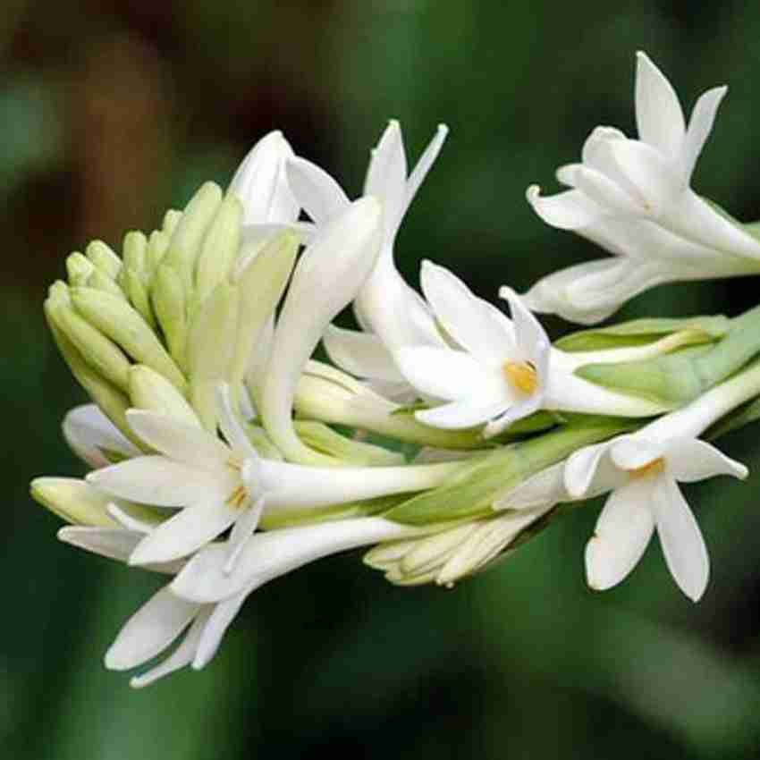 Rajnigandha Flower Farming In India | Best Flower Site
