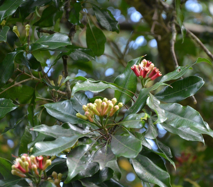 Syzygium Aromaticum Tree