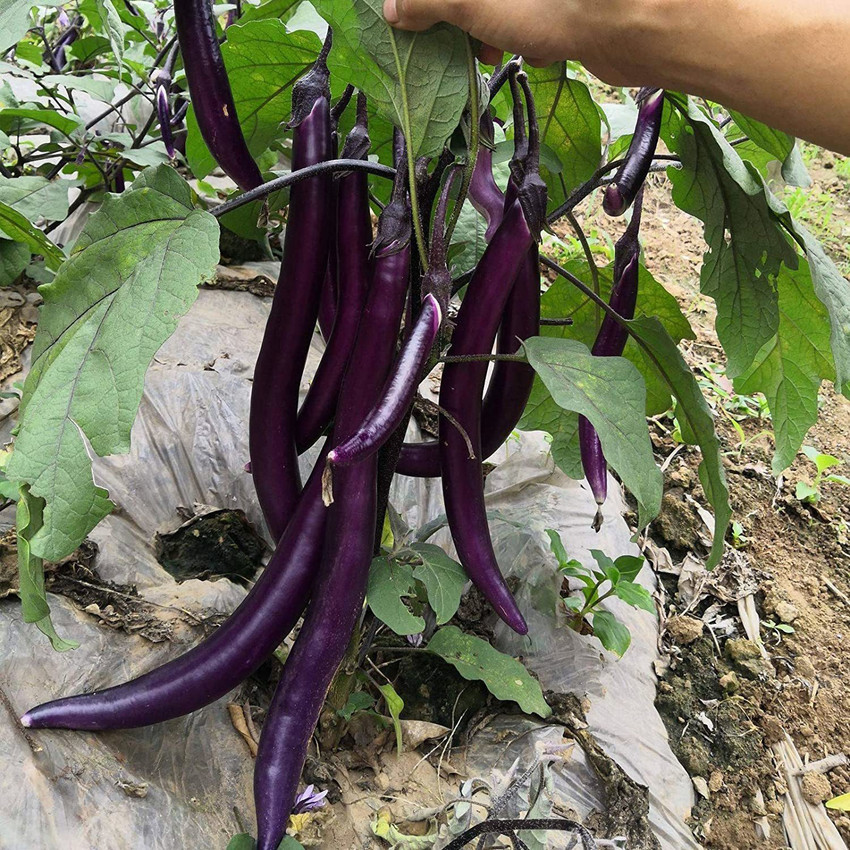 Calliope Eggplant Plants
