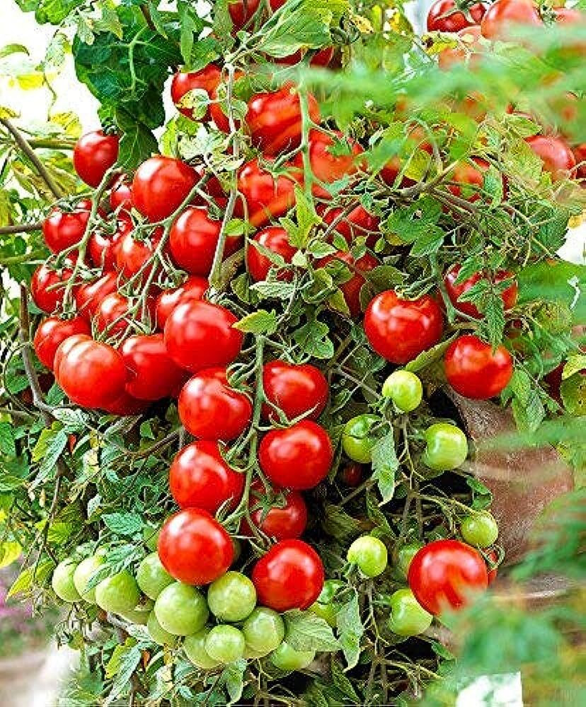 Indian Tomato Tree