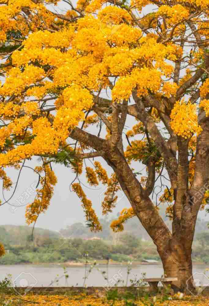 Gulmohar Tree