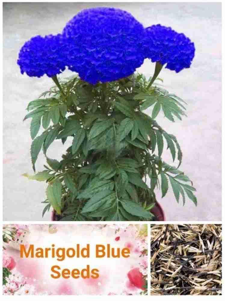 VibeX XXL 672 Blue Marigold Seeds Seed Price in India Buy VibeX XXL 672 Blue Marigold Seeds Seed online at Flipkart