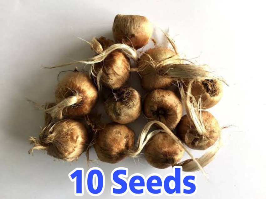 Saffron Seeds