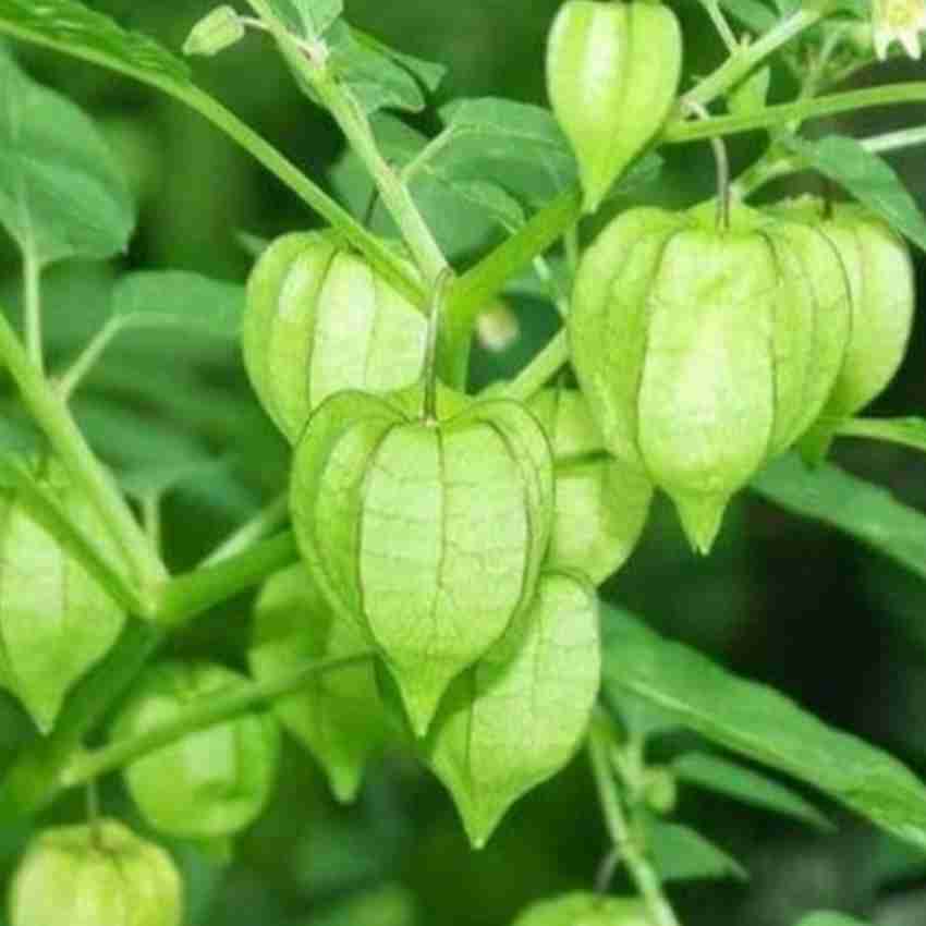 Physalis Minima 2 Physalis Minima And Solanum Nigrum Plants Are