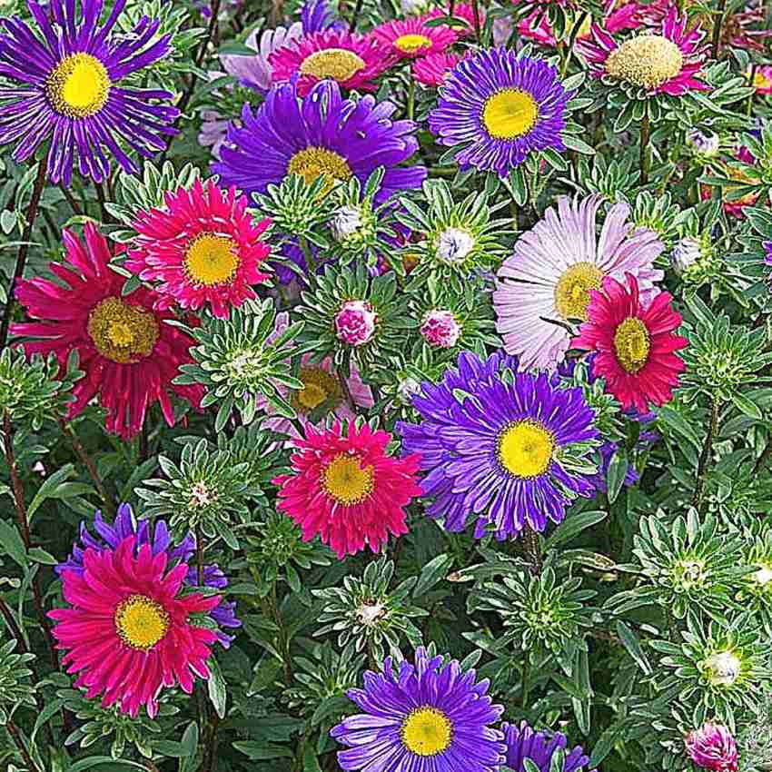 Aster Flower In Kannada Language | Best Flower Site
