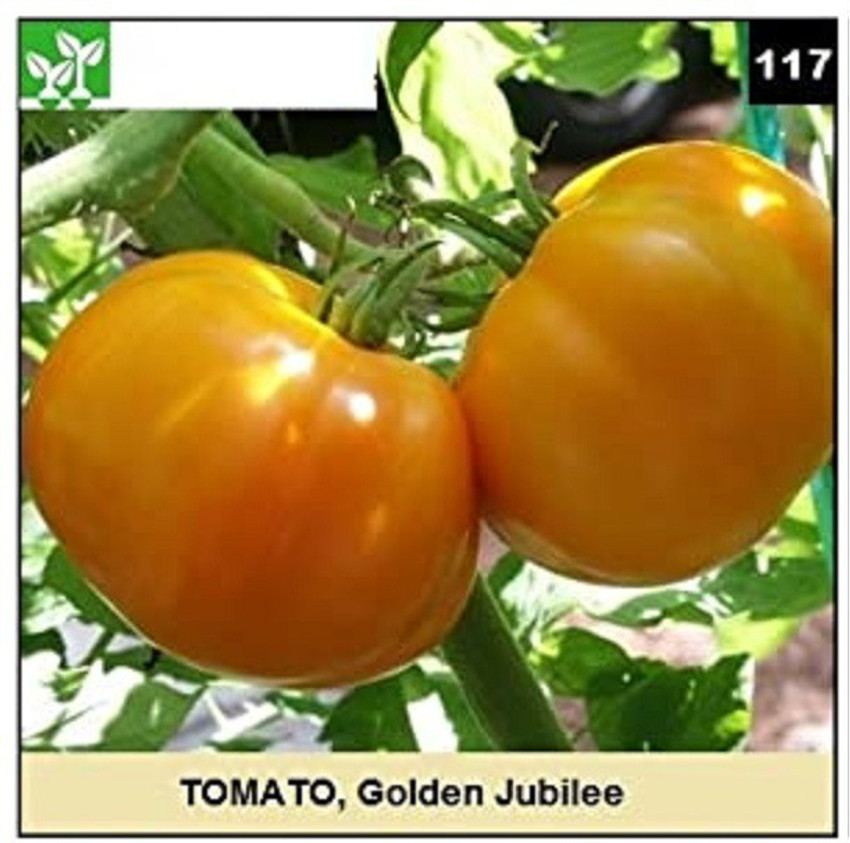 Golden Jubilee Tomato Plant