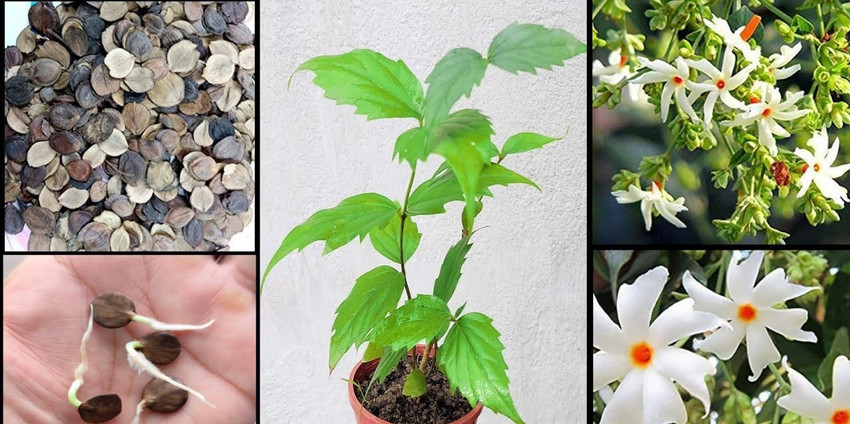Parijata Flower Seeds | Best Flower Site